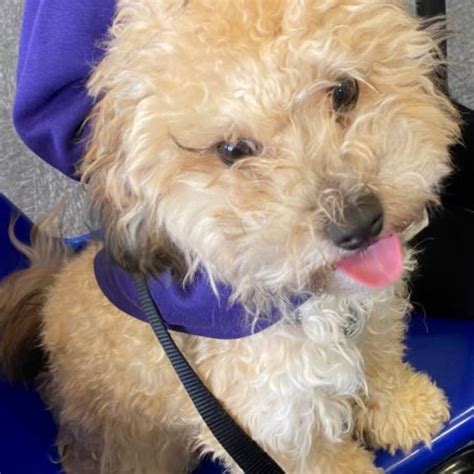 Mablethorpe Primary Academy Meet Cooper