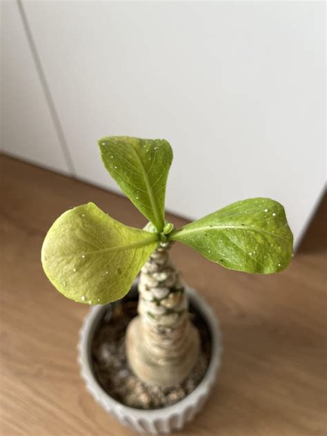 These Bugs Are Bugging Me Out R Plantclinic