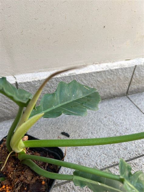 Pluto Plant Furniture And Home Living Gardening Plants And Seeds On Carousell