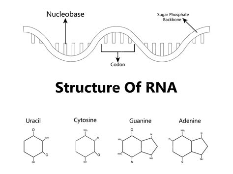 Premium Vector Rna Ribonucleic Acid The Structural Formula Of Adenine