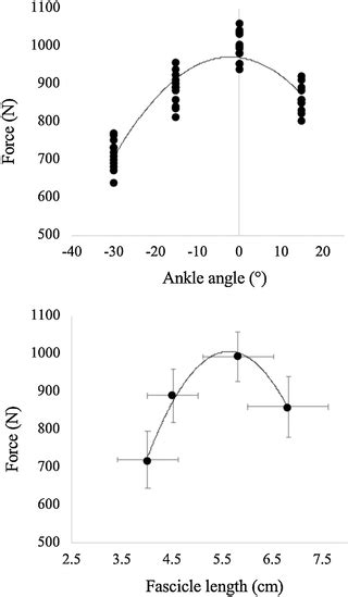 Forceangle Upper Panel And Forcelength Lower Panel Relationships Download Scientific