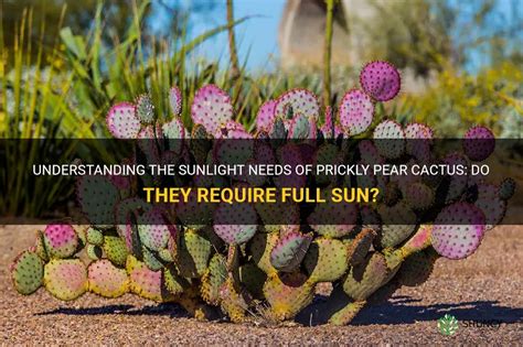 Understanding The Sunlight Needs Of Prickly Pear Cactus Do They Require Full Sun Shuncy