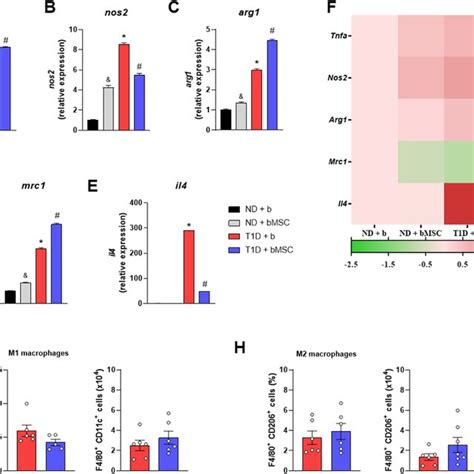 Mscs Increase Collagen Fibers And Modulate Growth Factors Gene Download Scientific Diagram