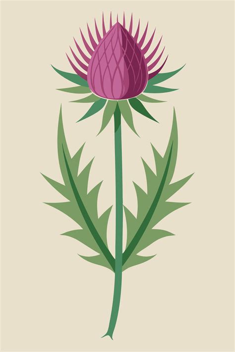 Stylized Thistle Flower Botanical Illustration Art Print Design