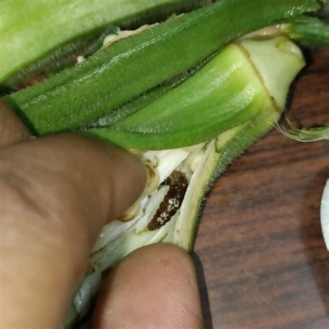 Pdf Major Insect Pests And Diseases Of Okra And Their Management