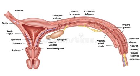 Epididymis Structure Stock Illustrations 43 Epididymis Structure Stock Illustrations Vectors