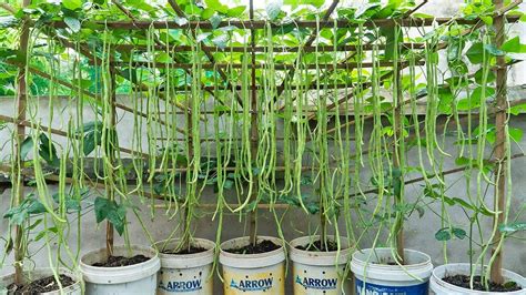 Best 13 Growing Long Beans For Urban Gardening Is So Easy Growing