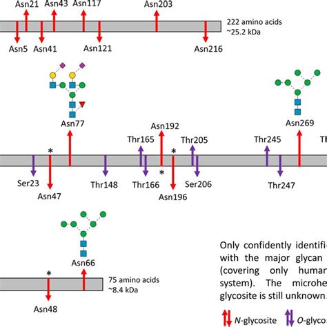 Overview Of N‐ And O‐linked Glycosites With An Example Of The Major Download Scientific Diagram