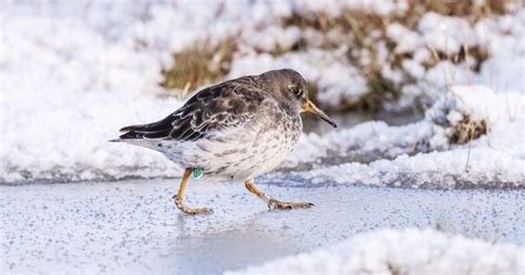 High Concentrations Of Methane Beneath The Acrtics Permafrost