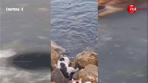 जल की रानी का सेकेंडों में शिकार रही है बिल्ली मौसी वीडियो देख लोग हुए हैरान