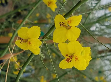 Cercidium X Desert Museum Palo Verde Hybrid
