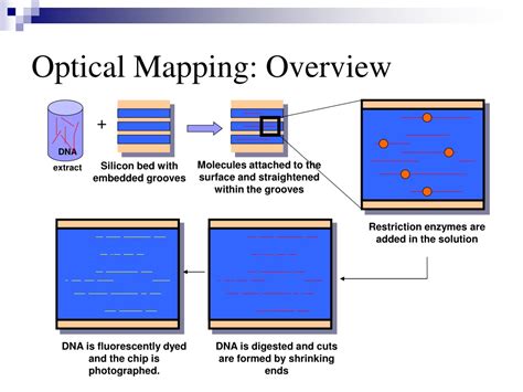 Ppt Whole Genome Optical Mapping Powerpoint Presentation Free