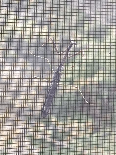 Praying Mantis Landed On My Window Screen Chatham Co Nc R Entomology