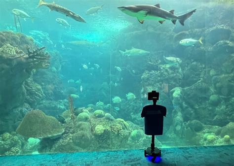Florida Aquarium And Tampa Hospital To Give Robot Tours Blooloop