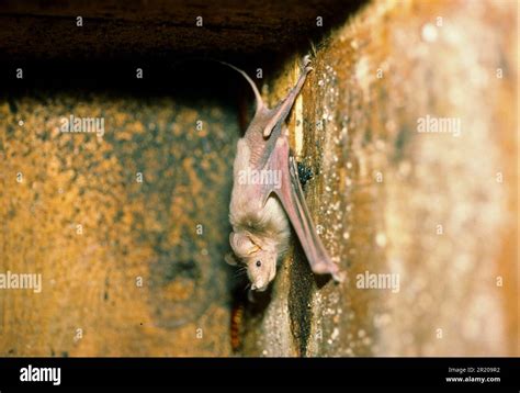 Hardwickes Mouse Tailed Bat Hardwickes Mouse Tailed Bats Bats