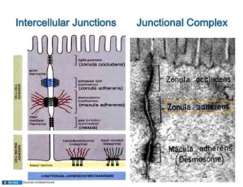 090808 Epithelium