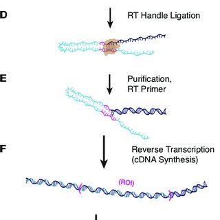 Protocol For Preparing RNA Hairpin Constructs For Sequencing A Download Scientific Diagram