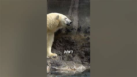 Why Do Bears Hibernate Bears Bear Bearsnews Hibernate Facts Youtube