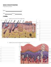 Integumentary System Labeling And Matching Structures For Course Hero