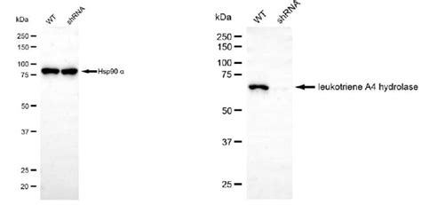 Invitrogen Lta4h Monoclonal Antibody 24gb5535 100 μl Unconjugated