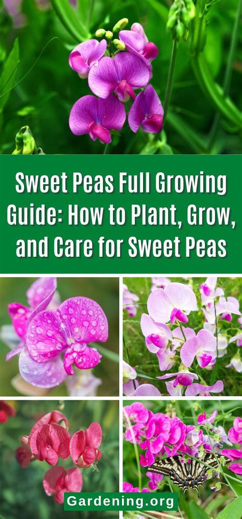 Sweet Peas Full Growing Guide Plant Grow And Care Gardening