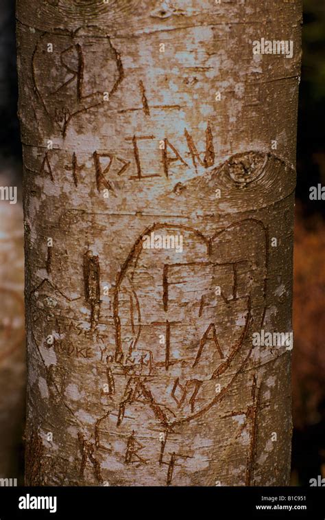Initials Carved On Tree High Resolution Stock Photography And Images Alamy