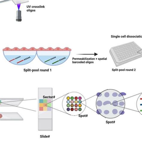Light Based Roi Selection And Spatial Single Cellnuclei Dissociation