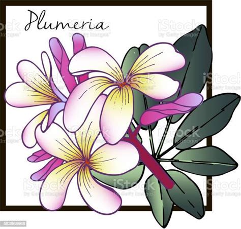 열대 식물의 벡터 세트 플루메리아 프란지파니 푸아 멜리아 0명에 대한 스톡 벡터 아트 및 기타 이미지 0명 가시 고풍스런 Istock