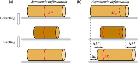 Schematic Illustration Of A Particle That Undergoes A Symmetric