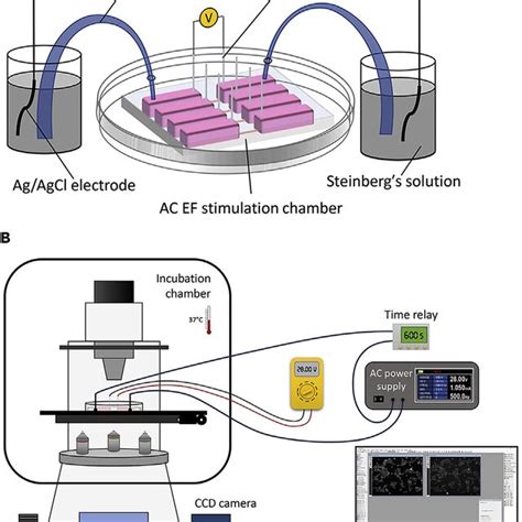 Schematic Depicting The Experimental Set Up A Connecting The Ac Ef Download Scientific