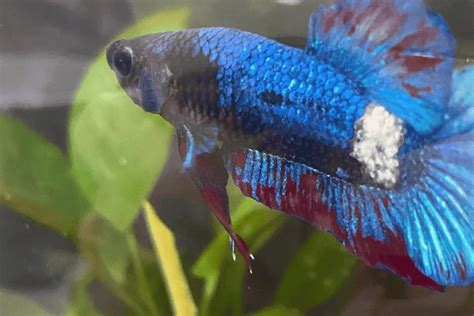 15 Betta Fish Diseases And Their Treatments A Complete Guide