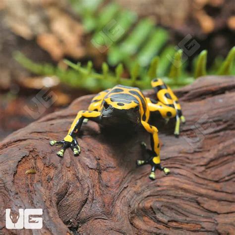 Adult Bumblebee Dart Frog Dendrobates Leucomelas For Sale Underground Reptiles