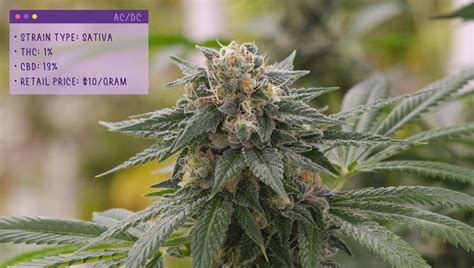 Best Weed Strains For Anxiety 42 Fast Buds