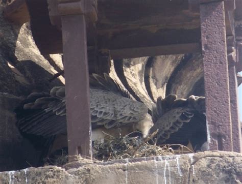 Nest Construction By Male And Female Download Scientific Diagram