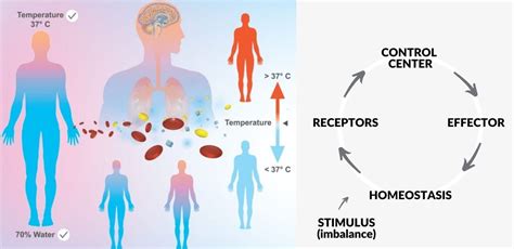 Positive Feedback Loop In Human Body
