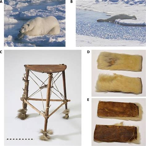 북극곰 털은 왜 얼어붙지 않을까…비밀은 ‘피지에 있었다
