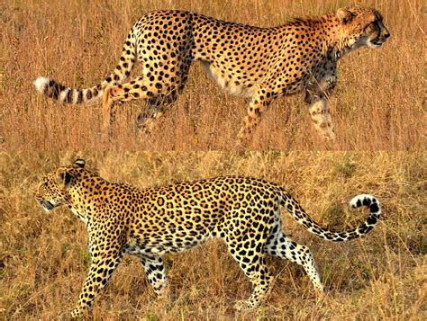 Cheetah Vs Leopard Two Gorgeous Cats We Recently Saw On Safari