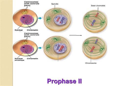 Cell Division Decoding Cell Division The Dance Of Lifes Continuity Pptx Cell Division Decoding Cell Division The Dance Of Lifes Continuity Pptx