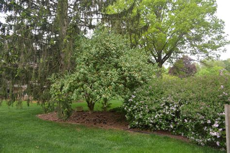 Home Yard And Garden Newsletter At The University Of Illinois
