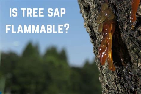 Is Tree Sap Flammable And Pine Sap Earth Eclipse
