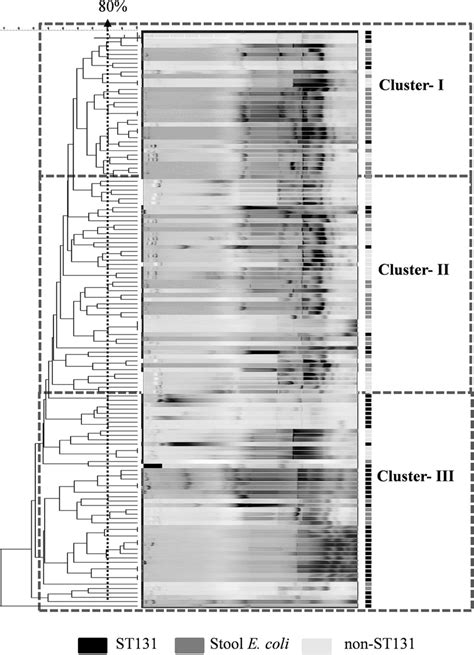 Eric Pcr Based Dendrogram Of 126 E Coli Isolates Comprising 43