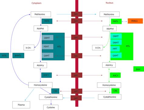 The Cytoplasmic And Nuclear Branches Of The Hepatic Methionine Cycle Download Scientific
