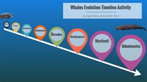 Whale Evolution Chart