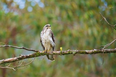 Hawks In Virginia Must See Species That Call This State Home