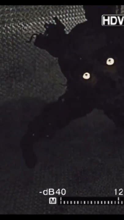 Спринктрап жалуется на камеру фнаф Fnaf Five фредди приколы прикол Youtube