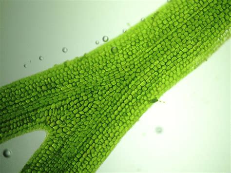 Algue Microscope Banque Dimages Et Photos Libres De Droit Istock