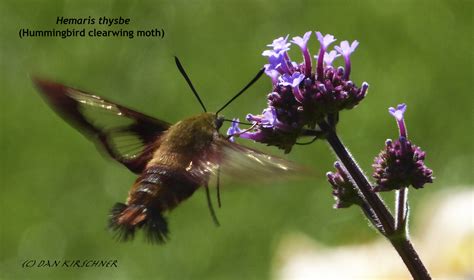 Hummingbird Clearwing Hemaris Thysbe Fabricius 1775 Butterflies