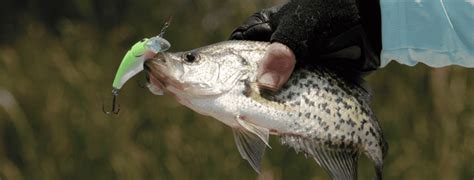 What To Use To Catch Crappie The Best Crappie Baits Outdoor