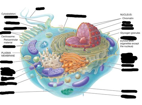 Eukaryotic Cell Diagram Quizlet