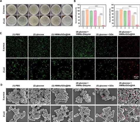 Sazymes Based Reactor For Enhanced Antibacterial Therapy Ijn